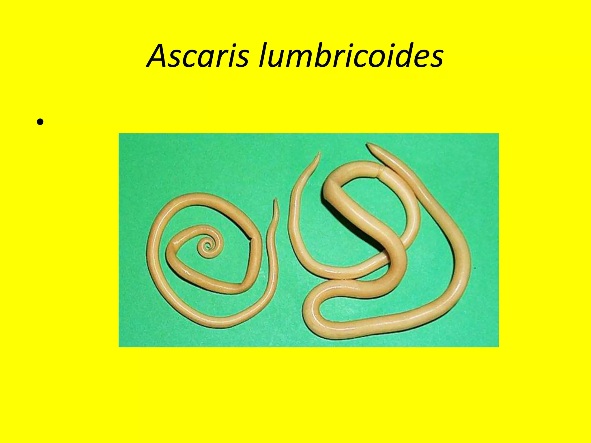 dasar2 parasit dan ascaris.pptx