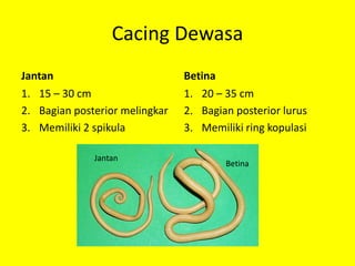 dasar2 parasit dan ascaris.pptx