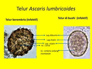 dasar2 parasit dan ascaris.pptx