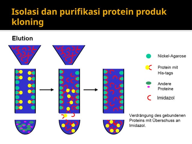 DASAR DASAR BIOTEKNOLOGI MOLEKULER(1).pptx