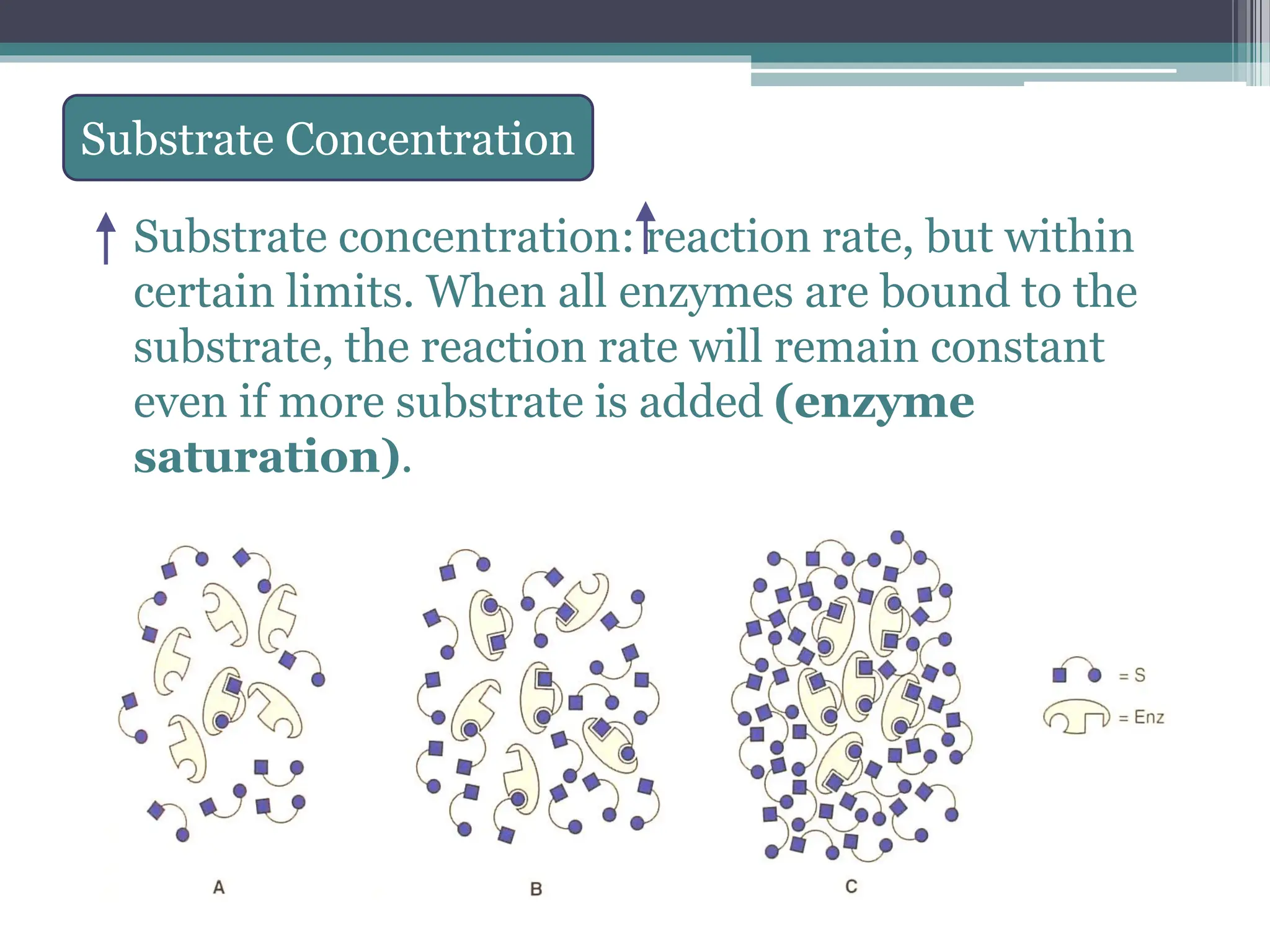 DASAR DASAR ENZIM BLOK II 2024-2025...pdf