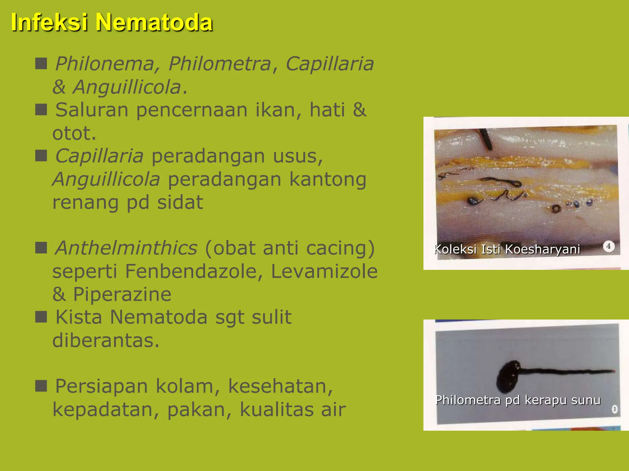 Dasar Dasar Penyakit Ikan penyakit infeksi | PPTX