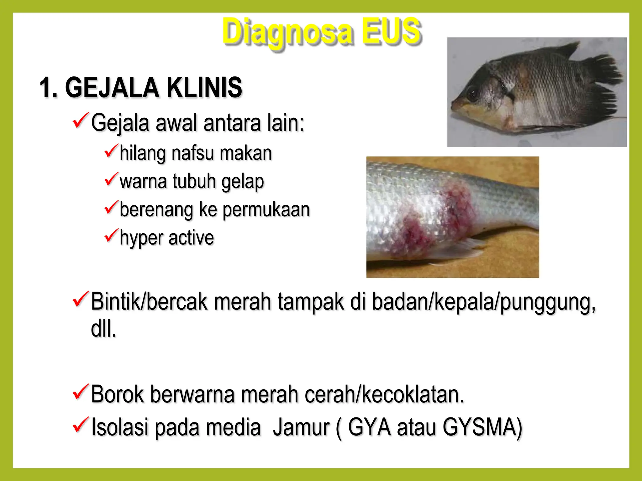 Dasar Dasar Penyakit Ikan penyakit infeksi | PPTX