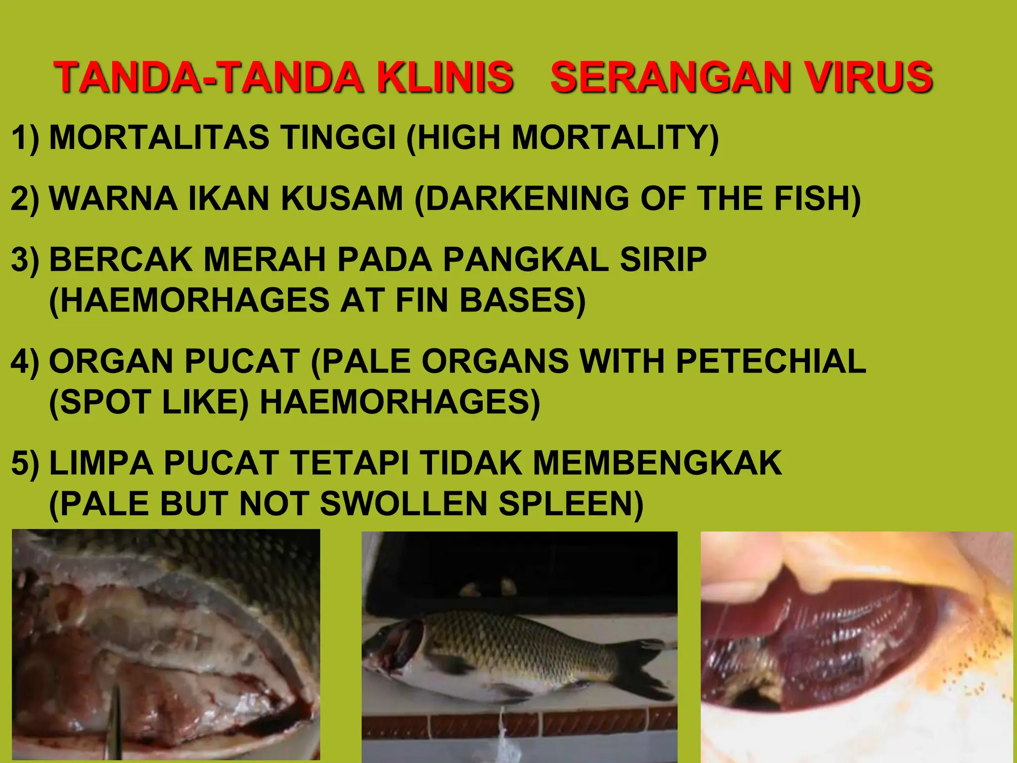 Dasar Dasar Penyakit Ikan penyakit infeksi | PPTX