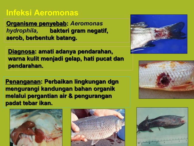 Dasar Dasar Penyakit Ikan penyakit infeksi | PPTX