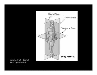 Dasar Ultrasonografi Abdomen.pdf