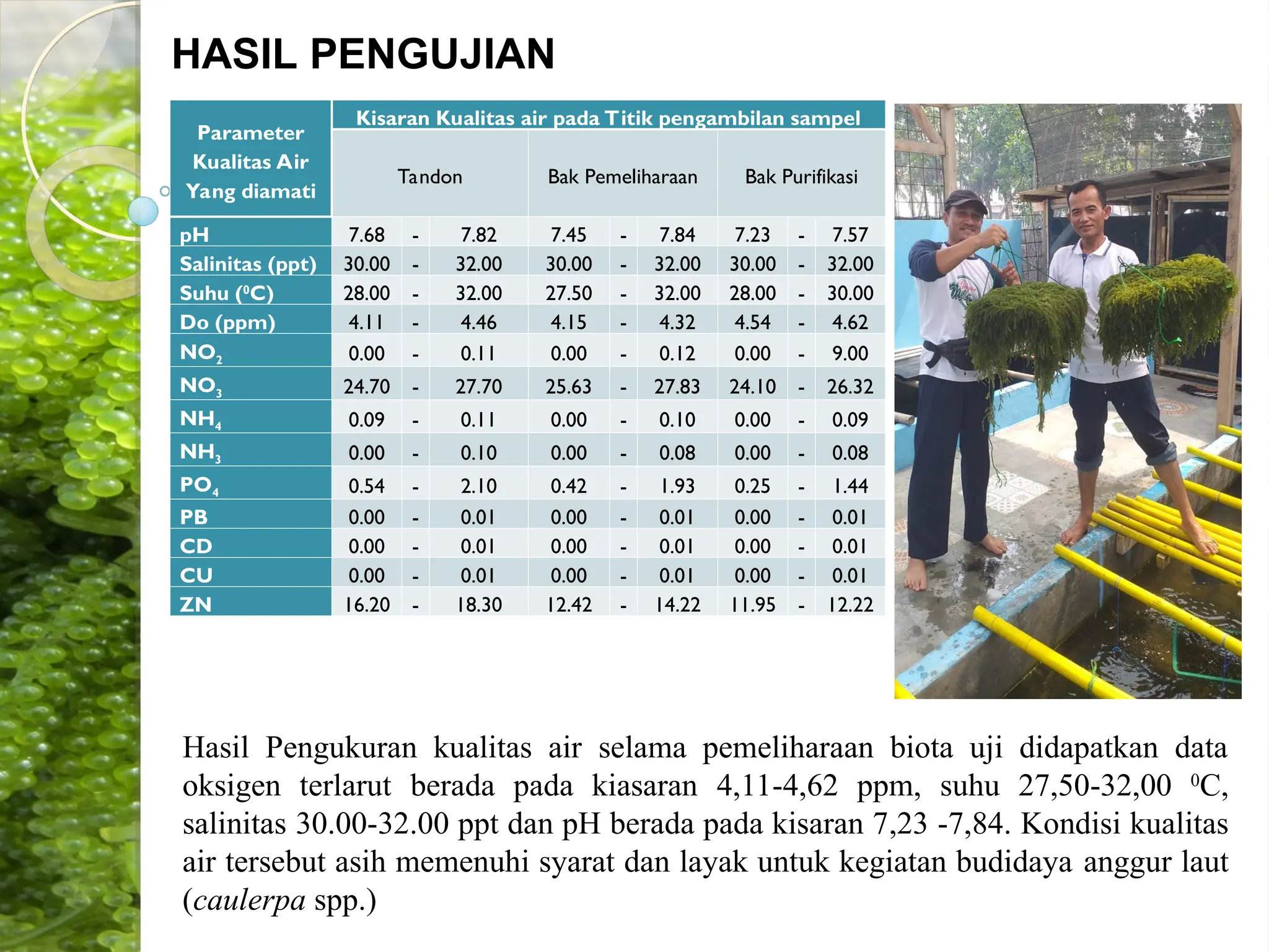 Dasep H dkk ; Bddy Anggur laut dalam bak terkontrol -UMI 2023.ppt