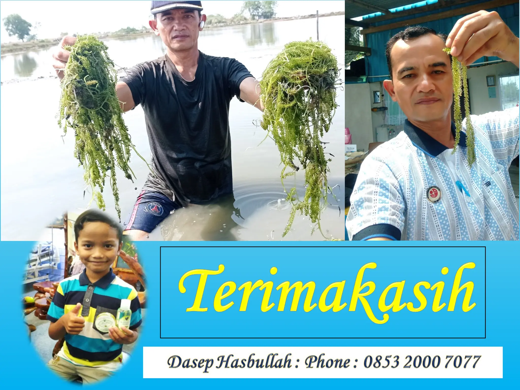 Dasep H dkk ; Bddy Anggur laut dalam bak terkontrol -UMI 2023.ppt