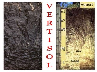 lapisan tanah vertisol | PPTX