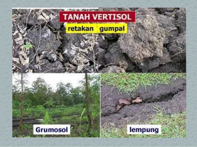 lapisan tanah vertisol