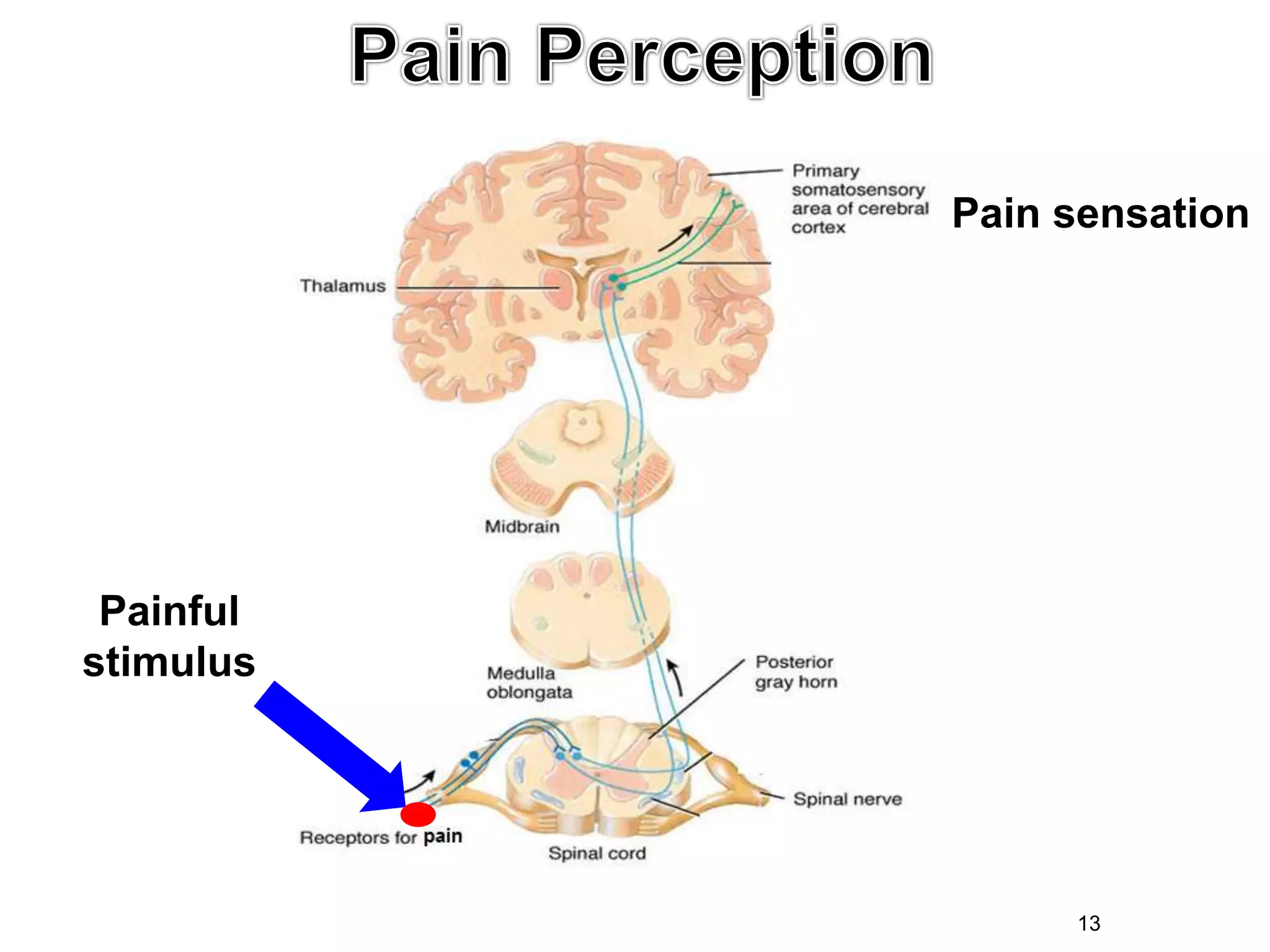 Physiology of pain | PPTX