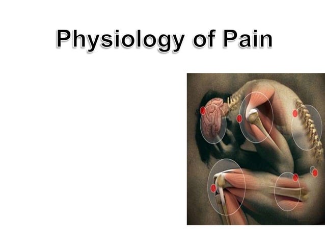 Physiology of pain | PPTX | Brain and Nervous System Disorders ...