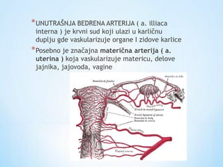 Aorta | PPT