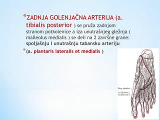 Aorta | PPT