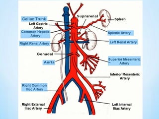 Aorta | PPT