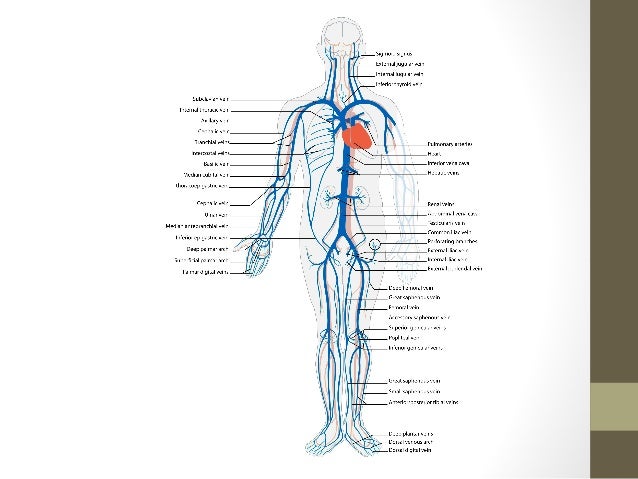 Gornja i donja šuplja vena