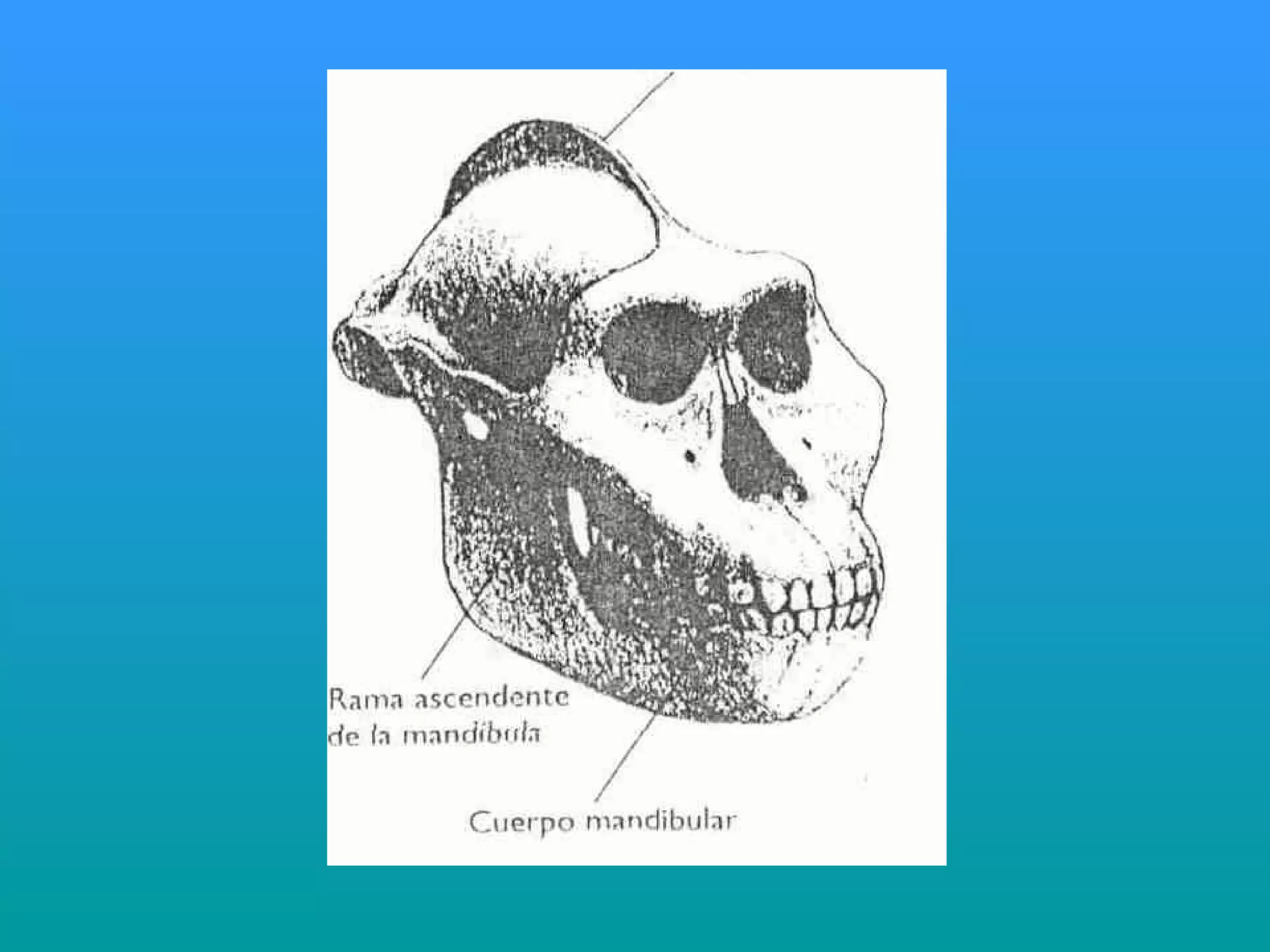 australopithecus robustus | PPT