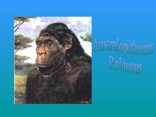 Australopithecus Robustus