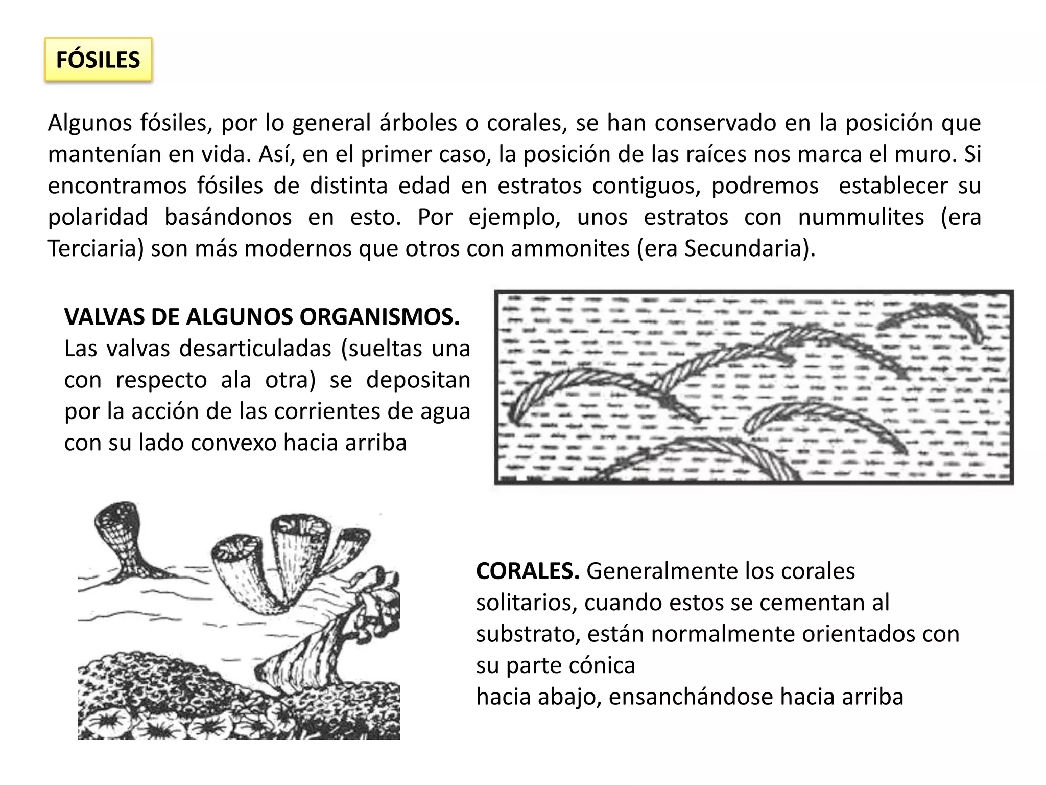 Dataciónes en geología. Datación relativa y absoluta. | PPTX