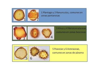 Dataciónes en geología. Datación relativa y absoluta. | PPTX