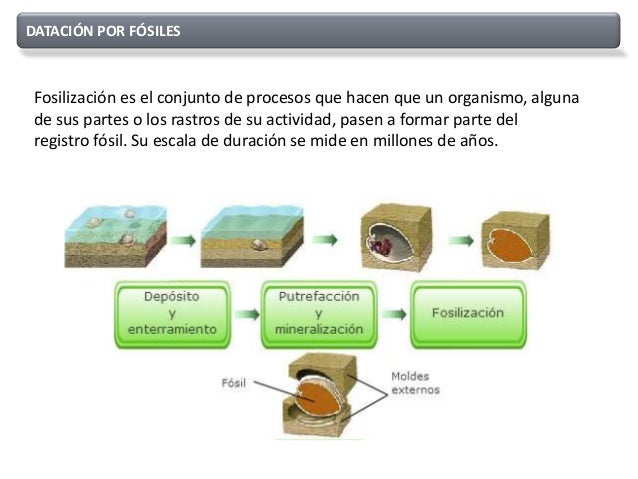 Metodo De Datacion Fosil Absoluta Y Relativa - Descargar Video