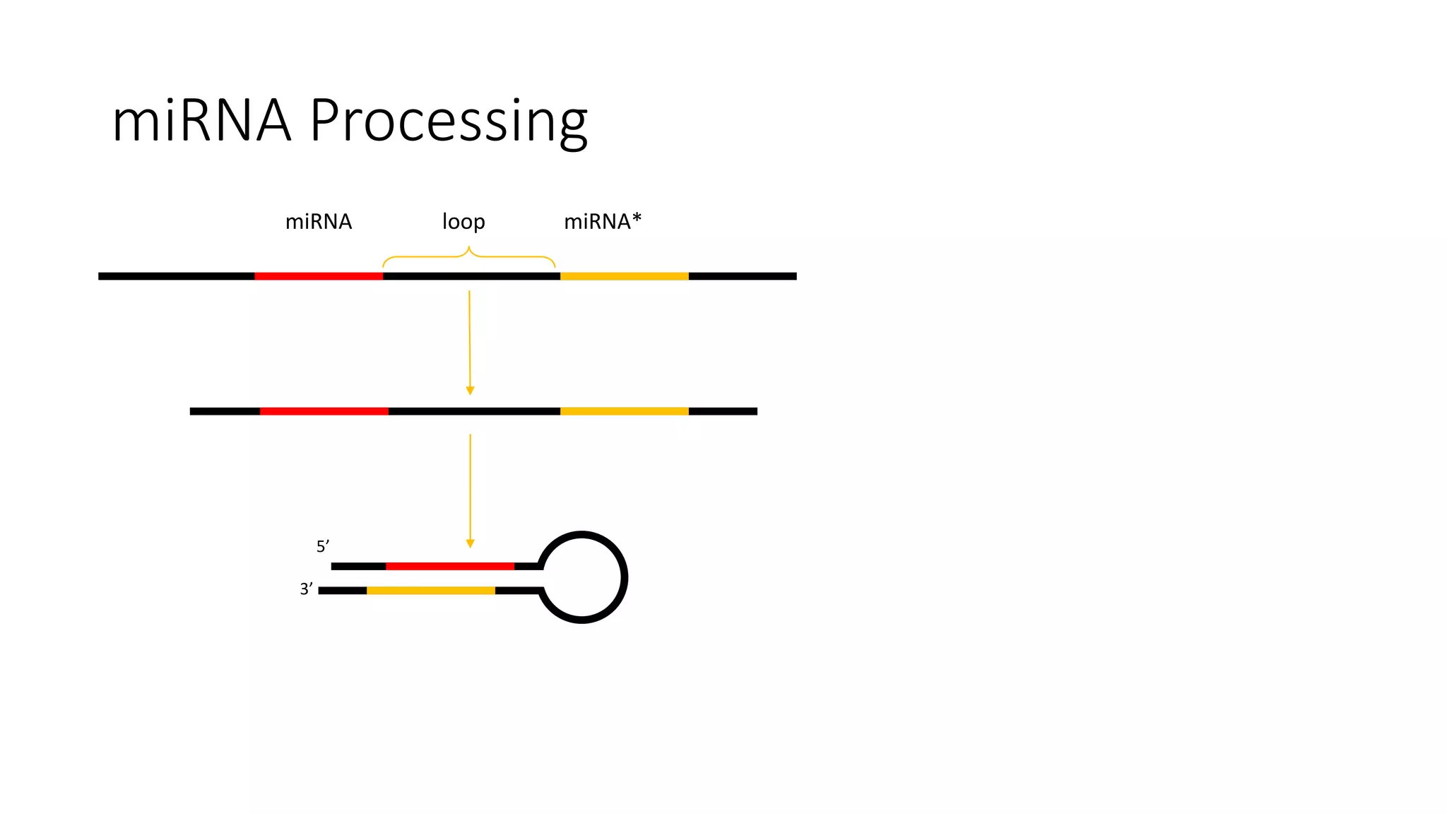 Data driven miRNA Identification | PPT