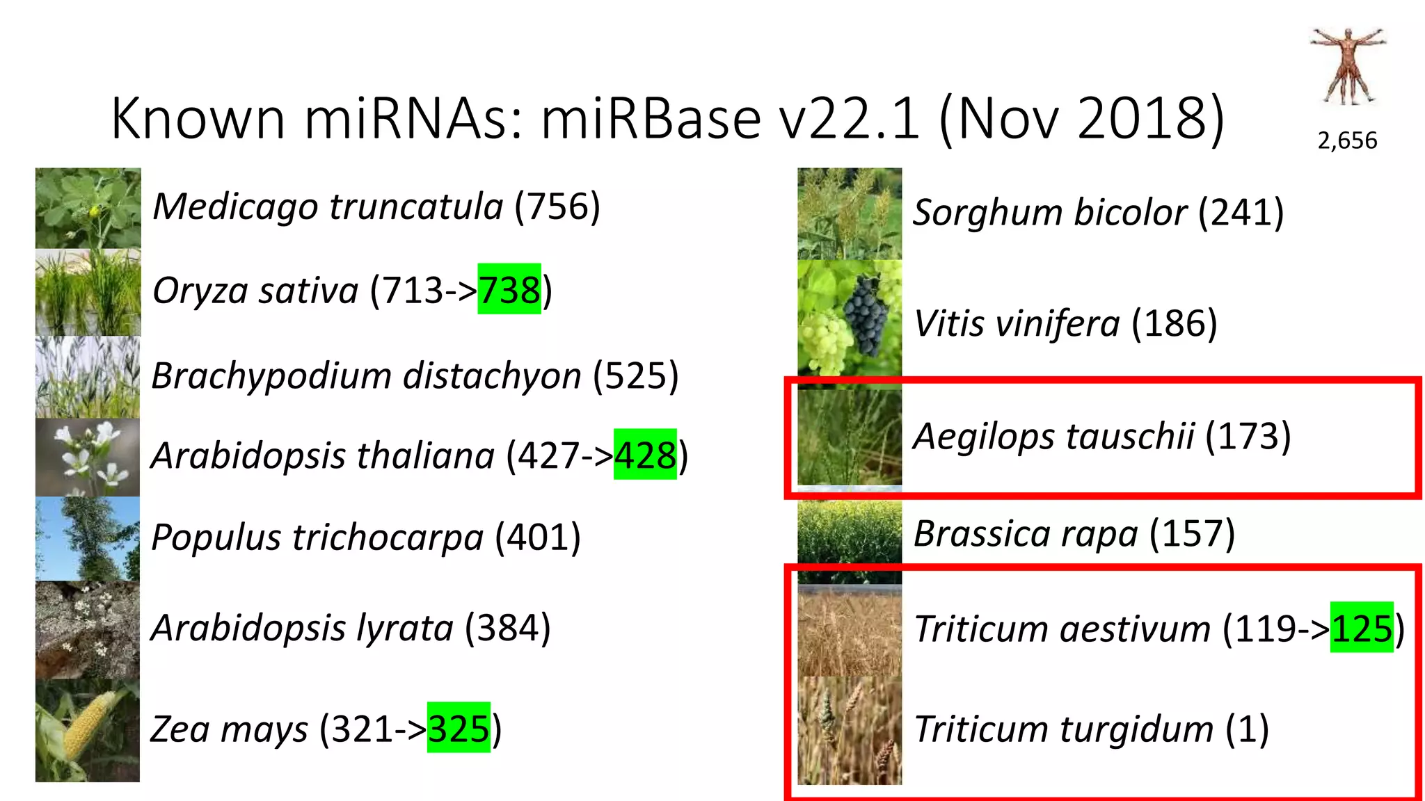 Data driven miRNA Identification | PPT