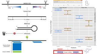 Data driven miRNA Identification | PPT