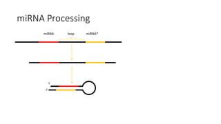 Data driven miRNA Identification | PPT