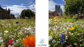 Data meadow 00 | PPT