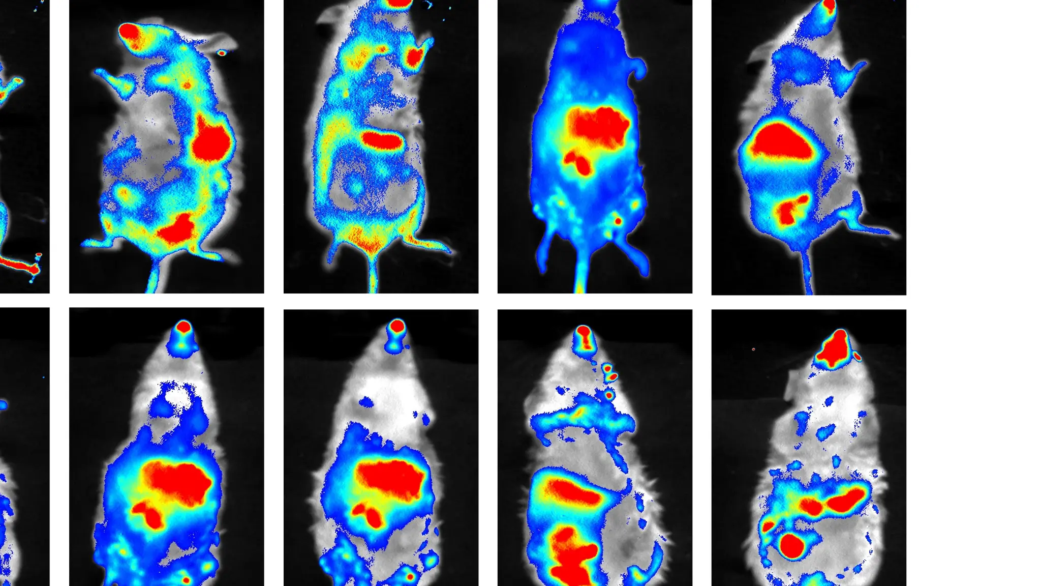 Data PPT.pptx...cancer biological imaging drugs | PPTX