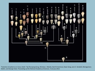 Visualizing Evolution | PPTX