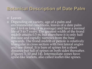 Date palm A Lecture by Mr. Allah Dad Khan Visiting Professor the ...