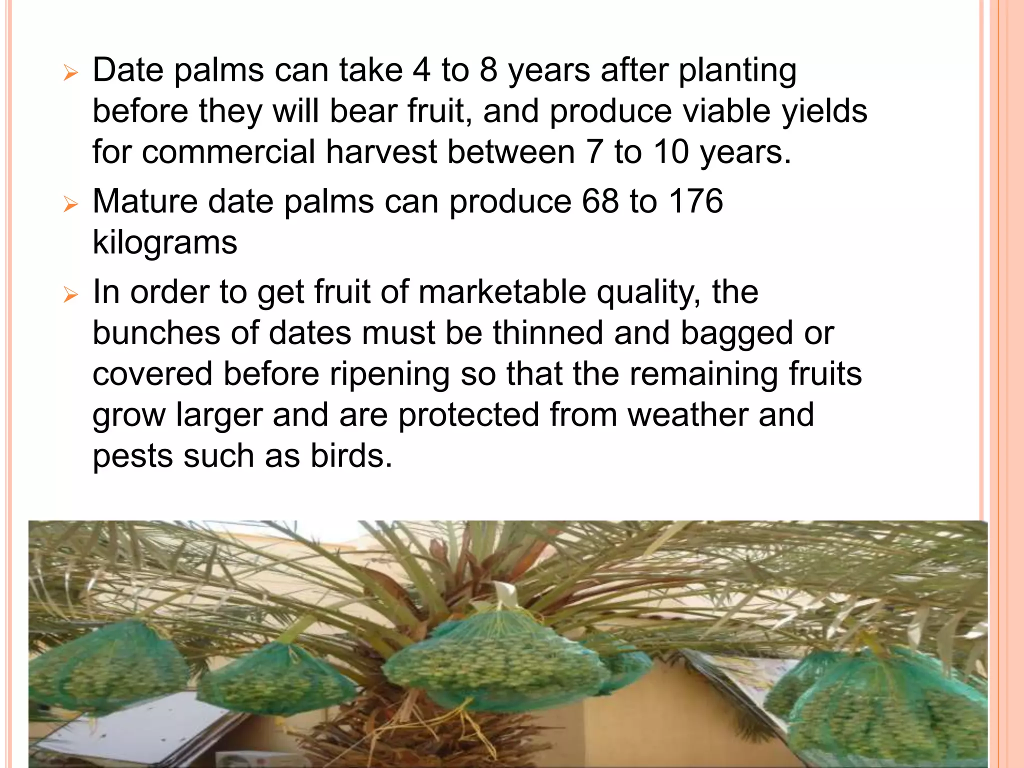 Date palm | PPTX