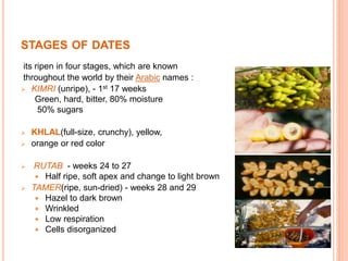 Date palm | PPTX