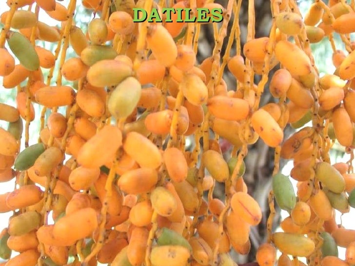 Datil