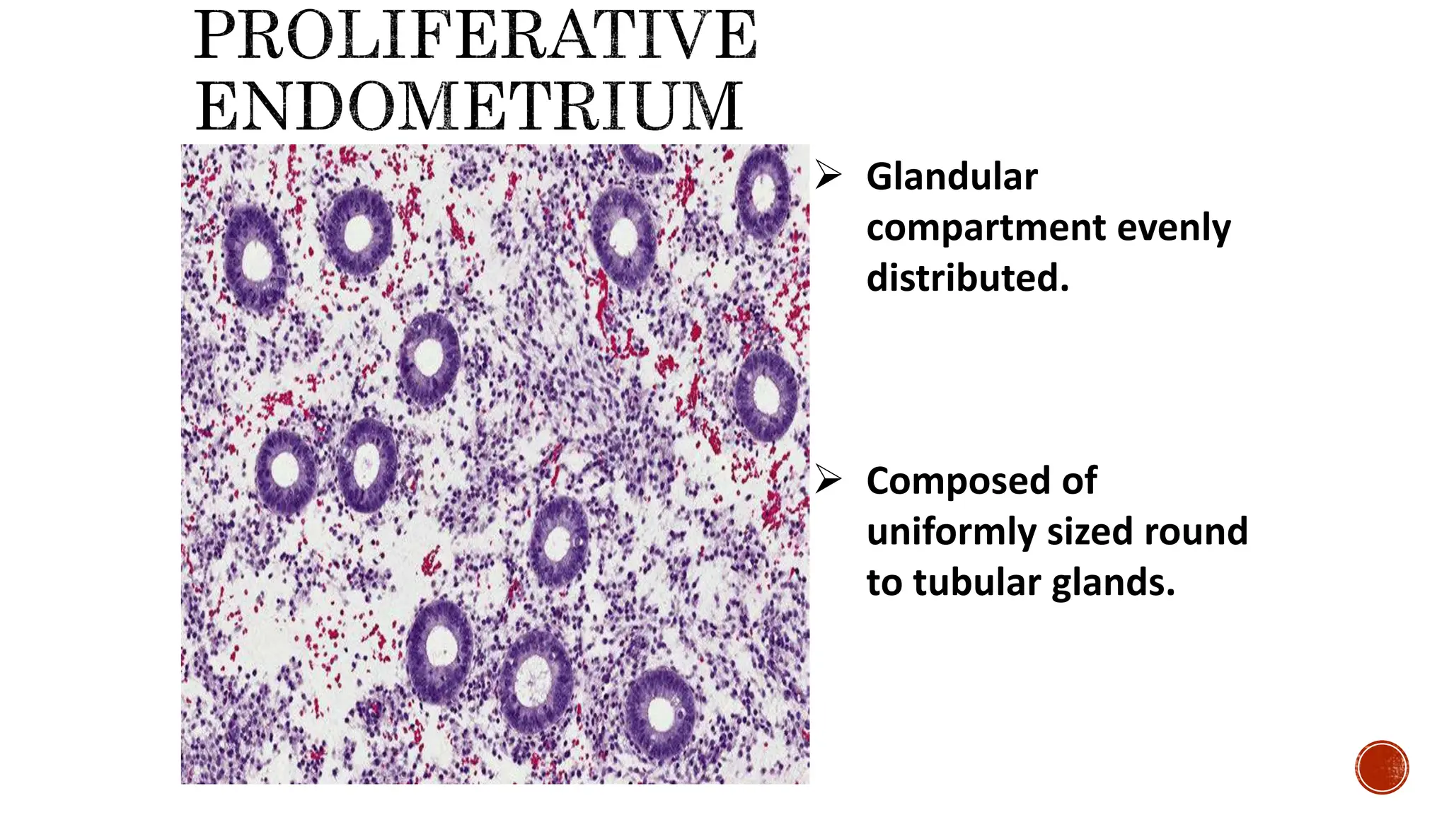 DATING OF ENDOMETRIUM - female genital tract.pptx