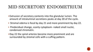 DATING OF ENDOMETRIUM - female genital tract.pptx