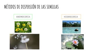ESPECIALIDAD DE CONQUISTADORES - SEMILLAS.pptx