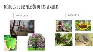 ESPECIALIDAD DE CONQUISTADORES - SEMILLAS.pptx