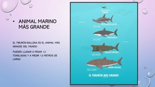 Datos curiosos a.marinos | PDF