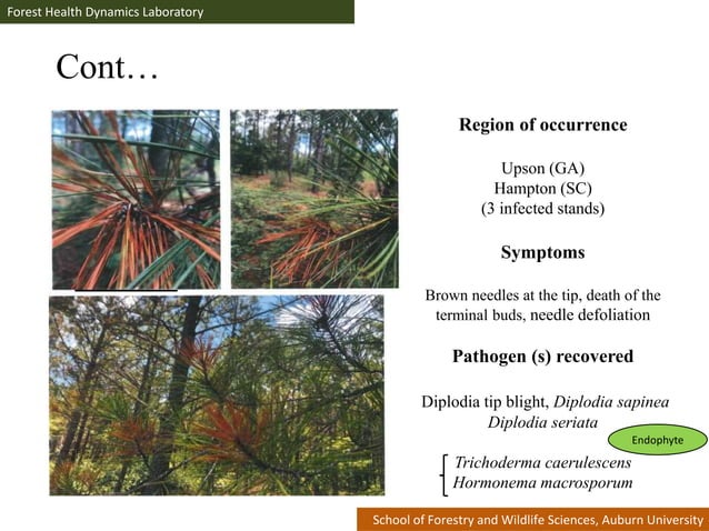 dattadebitsigmaxi2021 | PPT