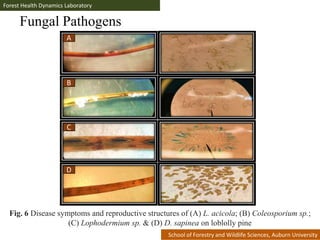 dattadebitsigmaxi2021 | PPT