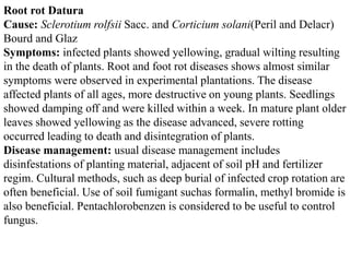 Diseases of Datura | PPTX