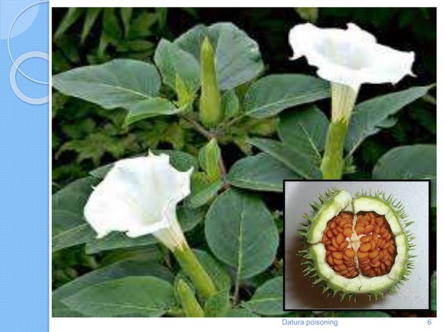 Datura (dhatura, atropine , scopolamine, thorn apple , jimson weed ...