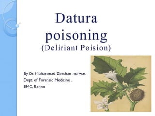 Datura /dharura/ hyoscine / scopolamine / anticholinergic / atropine ...