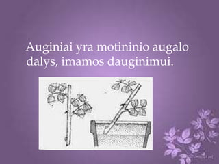 Dauginimas auginiais | PPTX