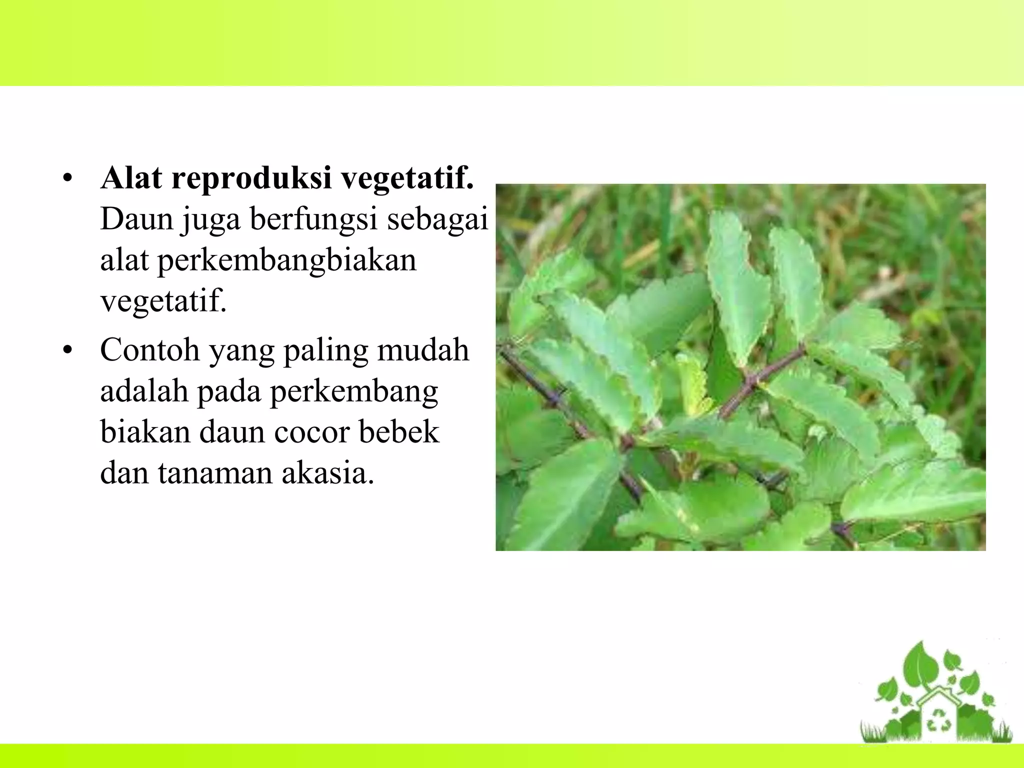 Daun | PPTX