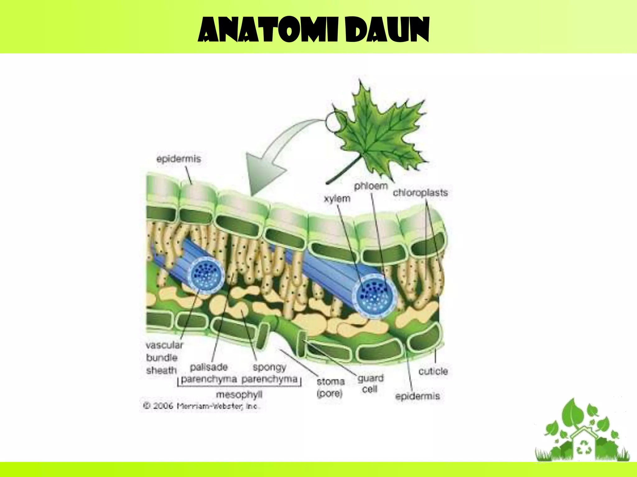 Daun | PPTX
