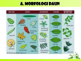 Daun | PPTX